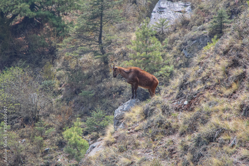 Picture of young Siberian ibex (Capra sibirica sakeen) standing on a ...