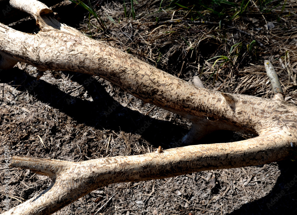 Castor fiber beaver european felling trees by biting gnawing teeth ...