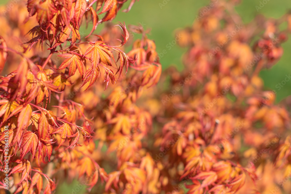 Picture of red and yellow Japanese maple (acer palmatum, red emperor ...