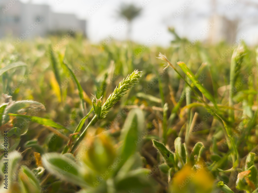 Sprout of grass. Spring regeneration, green grass. Regeneration of ...