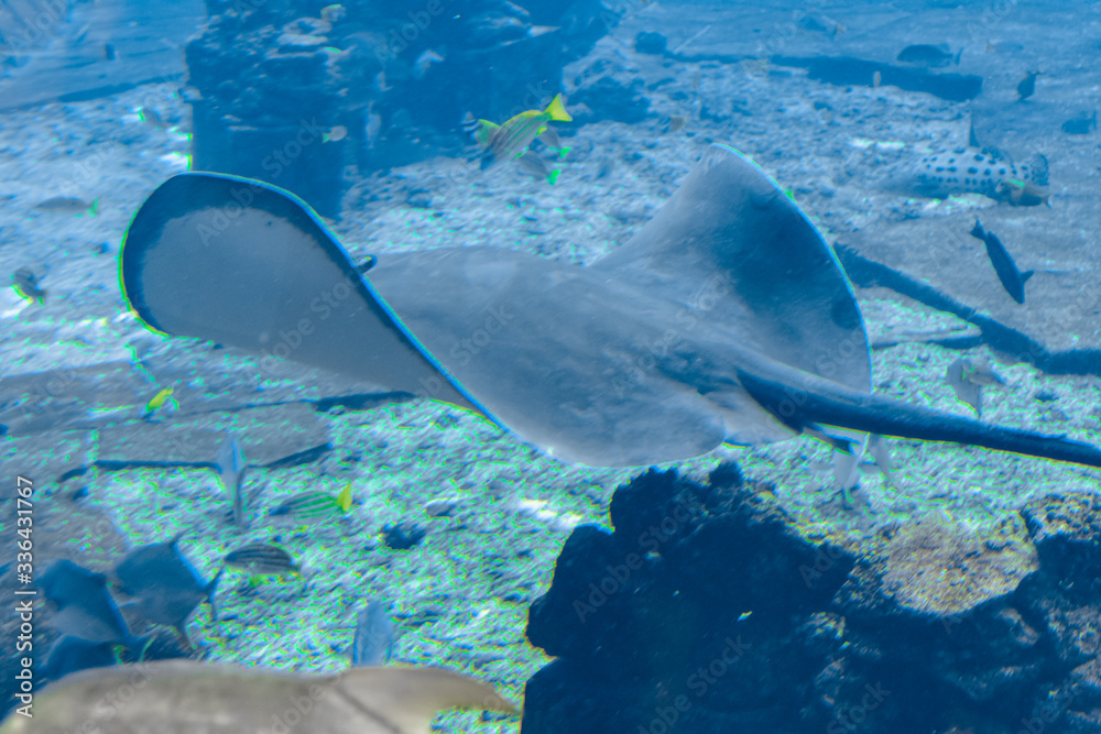 Sting ray swimming underwater. The short-tail stingray or smooth ...