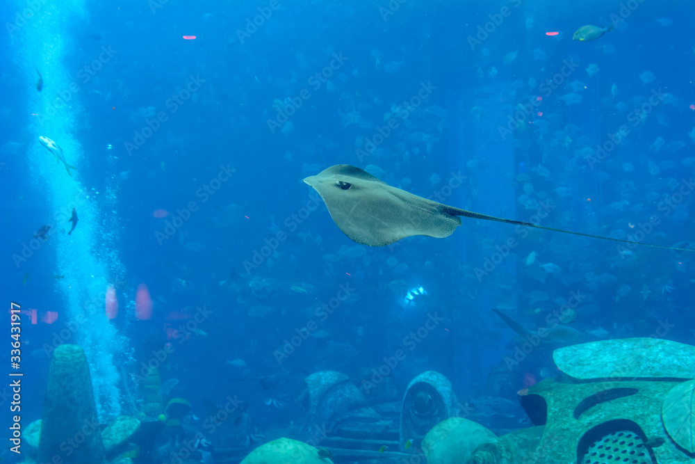 Sting ray swimming underwater. The short-tail stingray or smooth ...