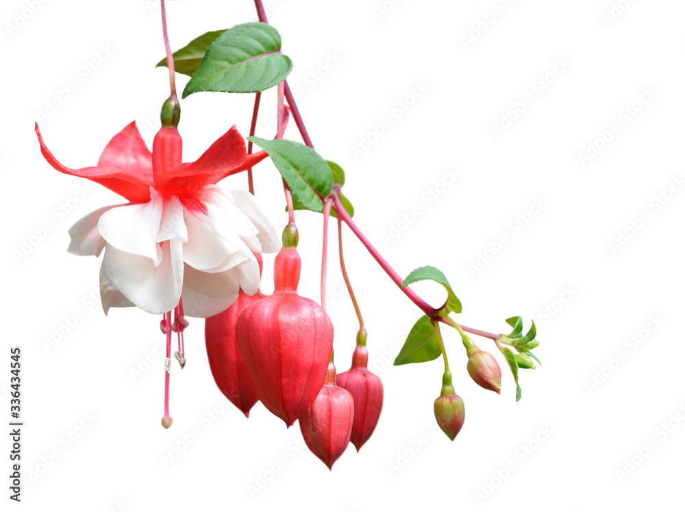 fuchsia lena flower Stock Photo | Adobe Stock