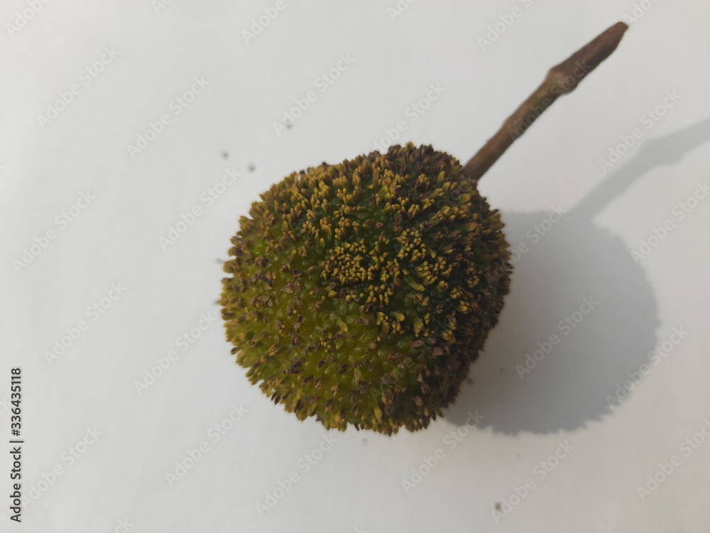 Neolamarckia cadamba,with English common names burflower-tree, laran ...