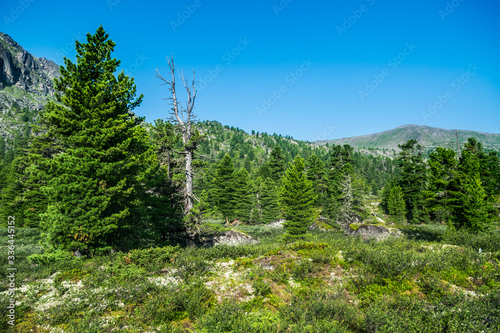 mountain range, evergreen trees and green grass field during sunny ...