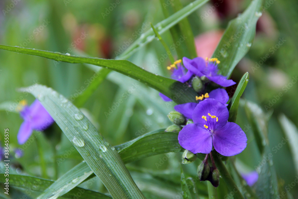 Beautiful flowers in the garden. Natural flowers macro background. Hd ...