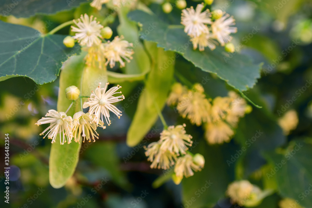 Linden yellow blossom of Tilia cordata tree (small-leaved lime ...