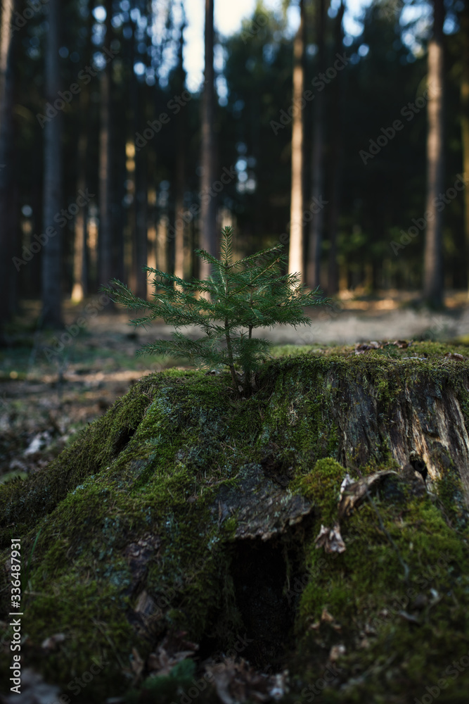 Young spruce (Picea abies) tree on the old stump covered by moss ...