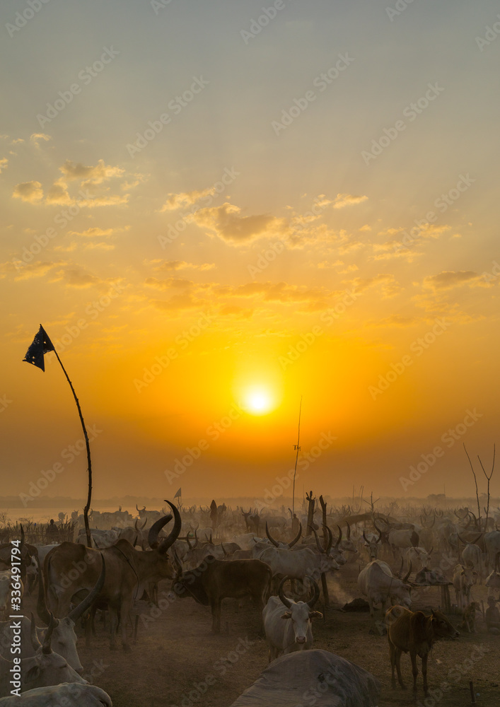 Mundari tribe long horns cows in the cattle camp in the sunset, Central ...