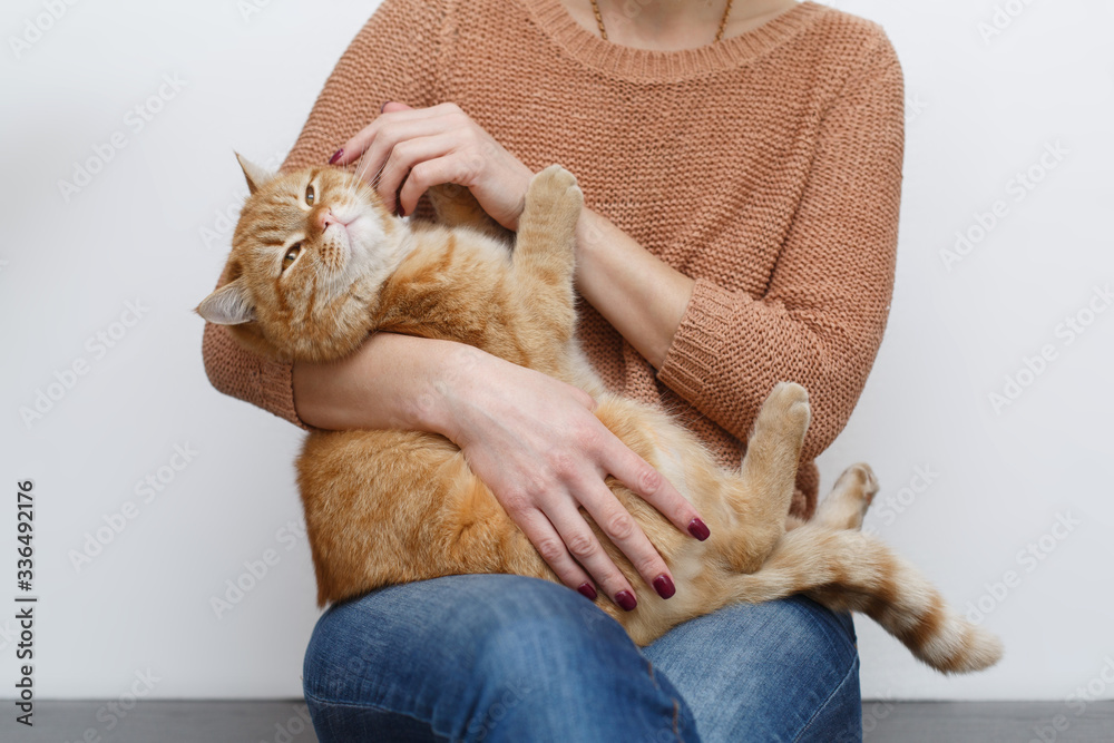 womans hands stroking healthy red cat in the room at home. Human hand ...