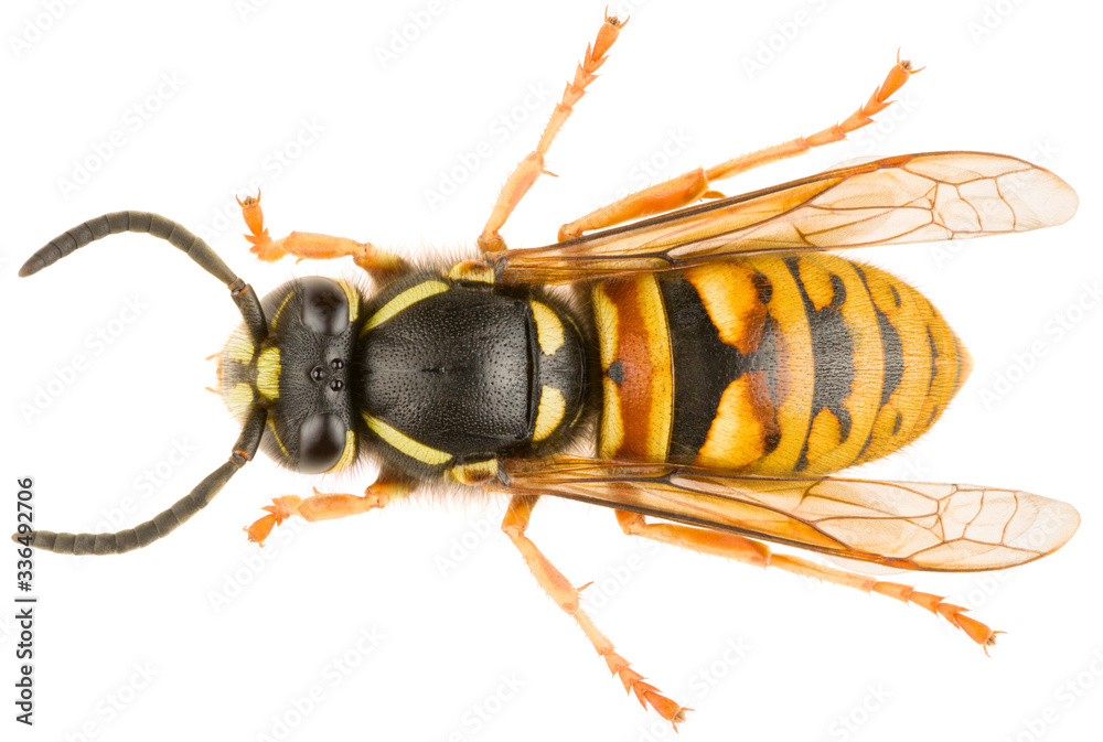 Vespula rufa, known as the red wasp isolated on white background ...