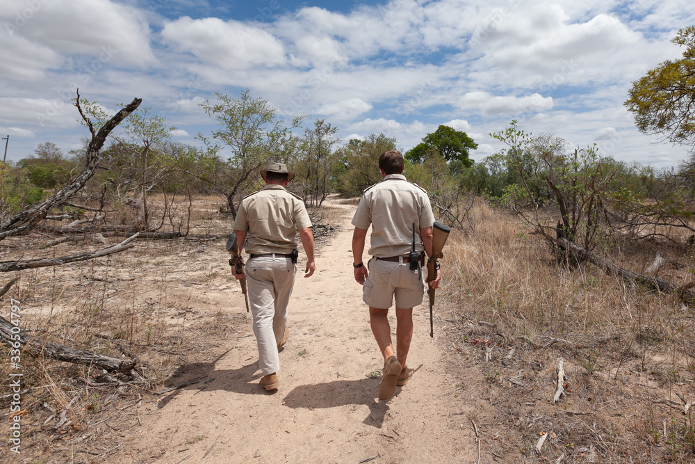 Wildlife rangers guides with guns walking away in Kruger National park ...