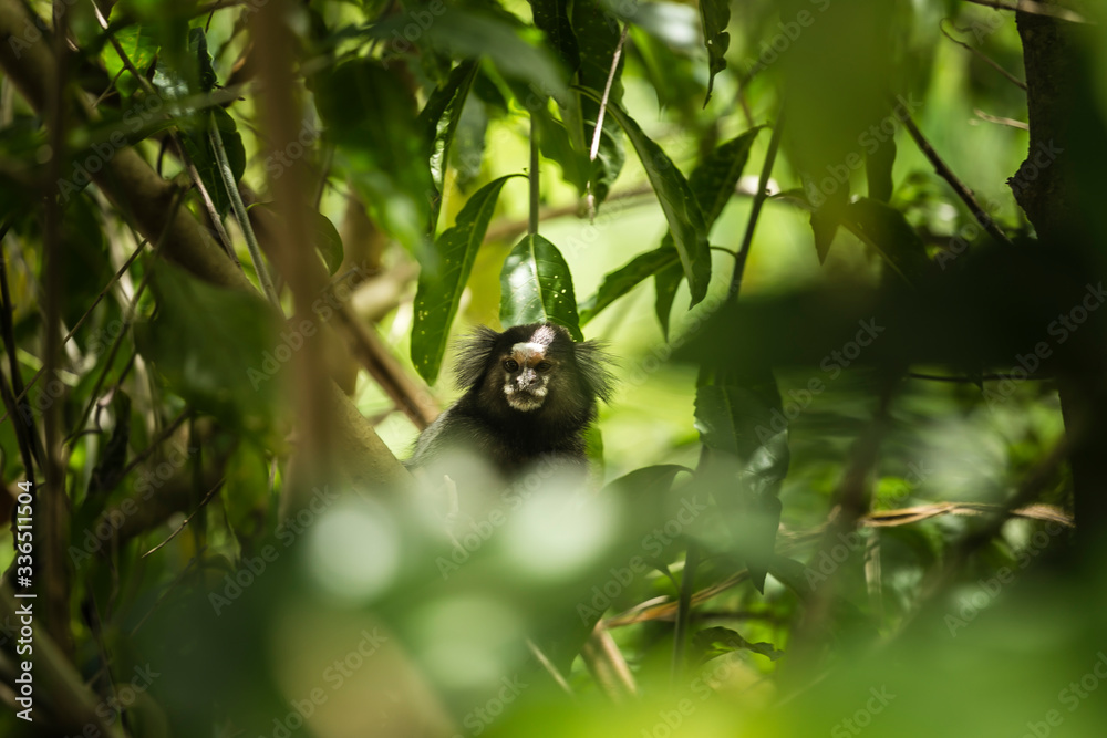 Macaco na arvore da floresta Stock Photo | Adobe Stock