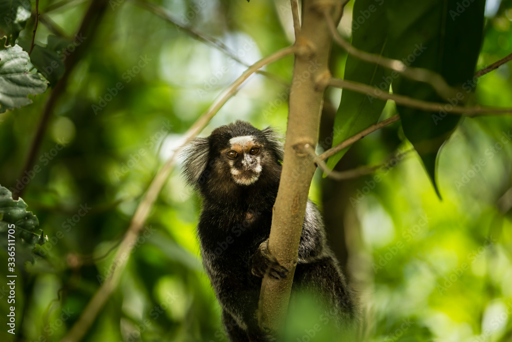 Macaco na arvore da floresta Stock Photo | Adobe Stock