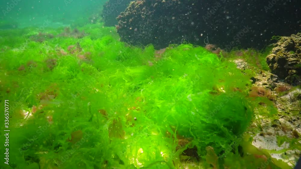 Underwater landscape in the Black Sea. Green, red and brown algae on ...