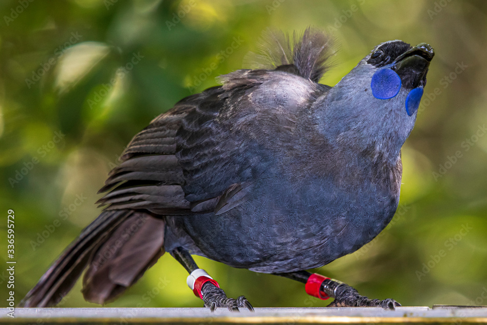 Kokako, bird at Tiritiri Matangi. New Zealand Stock Photo | Adobe Stock