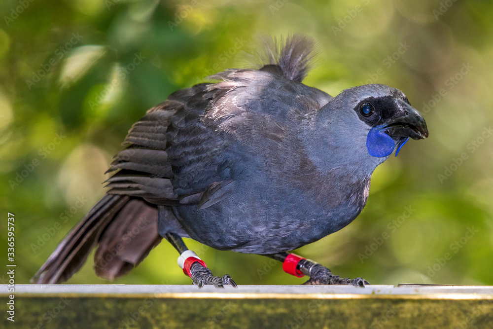 Kokako, bird at Tiritiri Matangi. New Zealand Stock-Foto | Adobe Stock