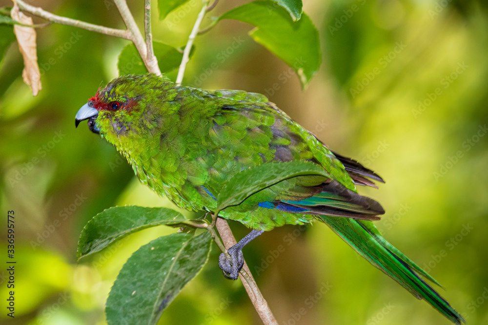 Red-crowned Parakeet, bird at Tiritiri Matangi. New Zealand Stock Photo ...