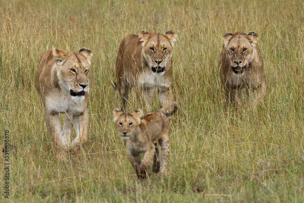 Three adult lionesses walk behind a cub in the plains. Stock Photo ...