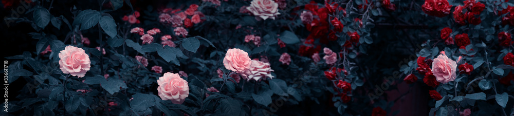 Twitter Backgrounds Roses