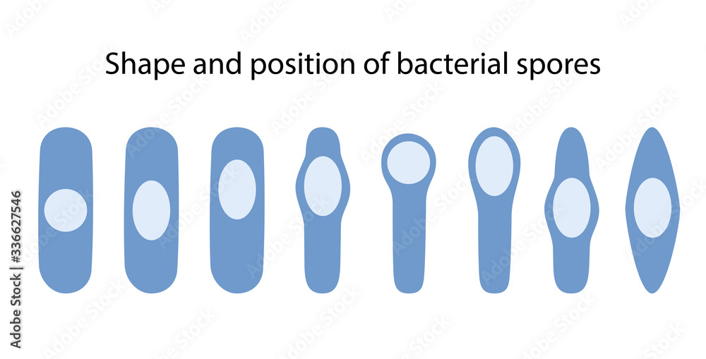 Shape and position of bacterial spores in bacterii. The position of ...