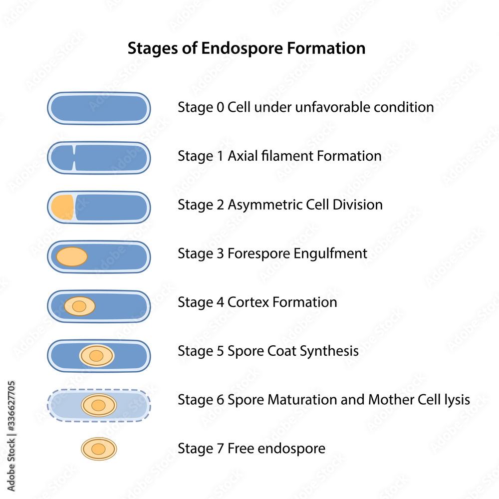 Sporulation. Stages of endospore formation: cell division, engulfment ... Sporulation. Stages of endospore formation: cell division, engulfment ...