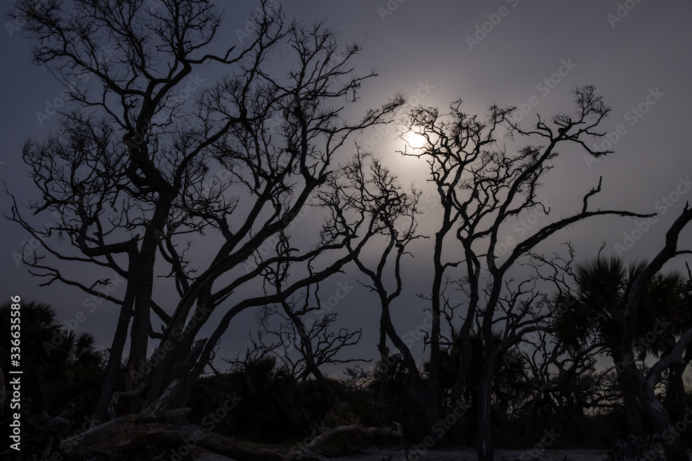 Moonlight through branches of a tree. Night nature landscape Stock ...