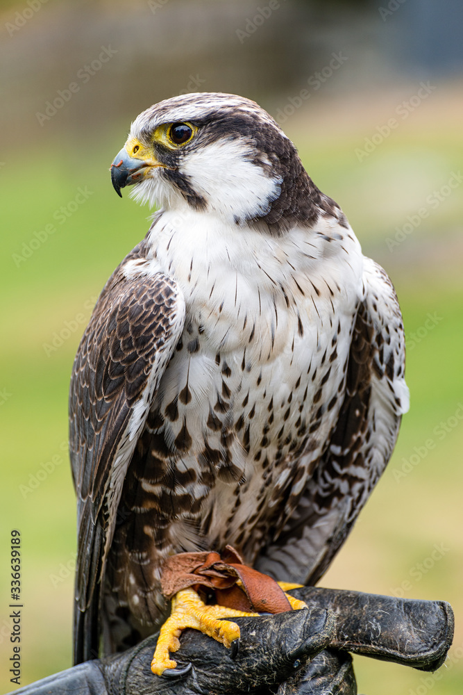 The peregrine falcon (Falco peregrinus), also known as the peregrine ...