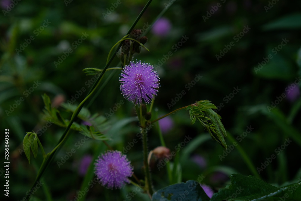 Mimosa pudica is a short shrub of a member of the leguminous tribe ...