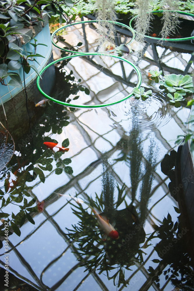 The Japanese style pond with bright orange koi carp fishes and green ...