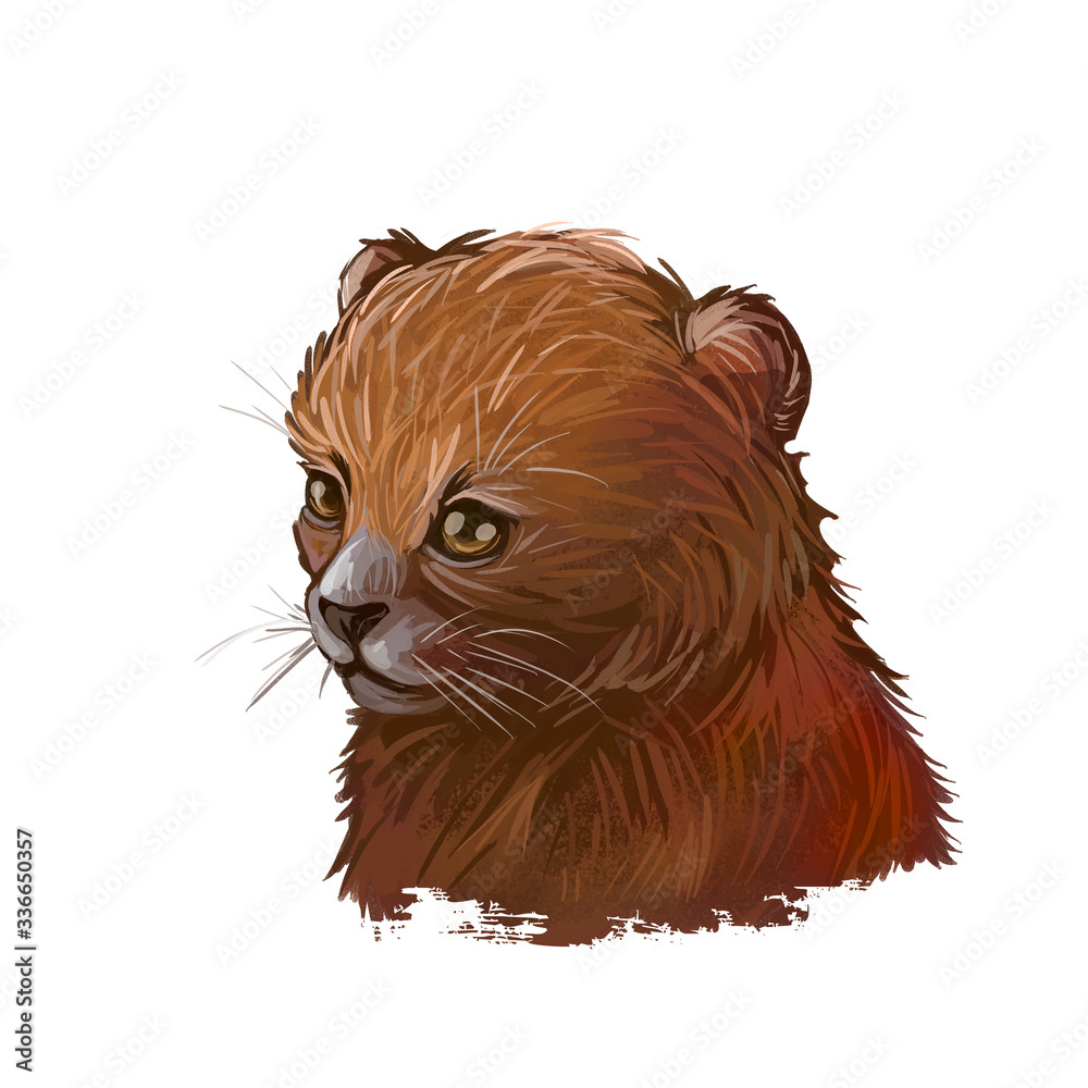 Puma baby tabby, herpailurus yagouaroundi portrait of animal ...