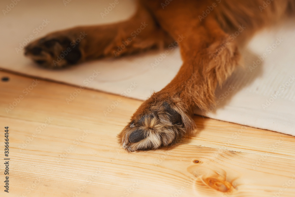 Paws of a stray dog. Hind legs of a red dog close-up. Hair on the dog's ...