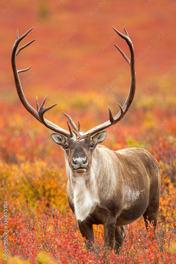 Caribou bull in fall colors in tundra takekn in Denali NP Alaska Stock ...