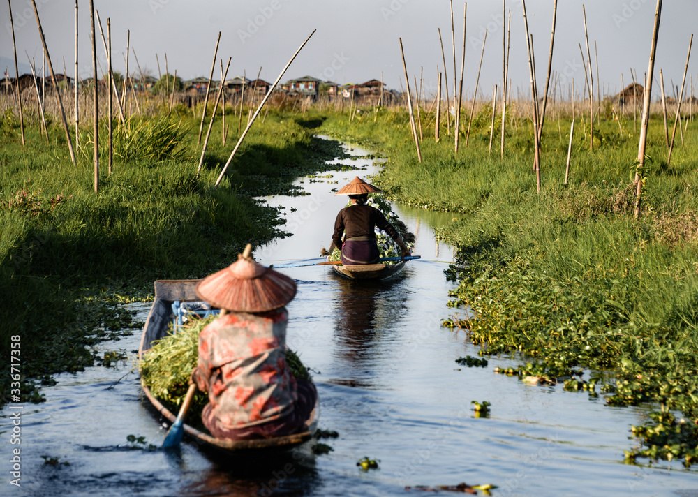 Gathering flowers from the floating farms on Inle Lake, Myanmar Stock ...