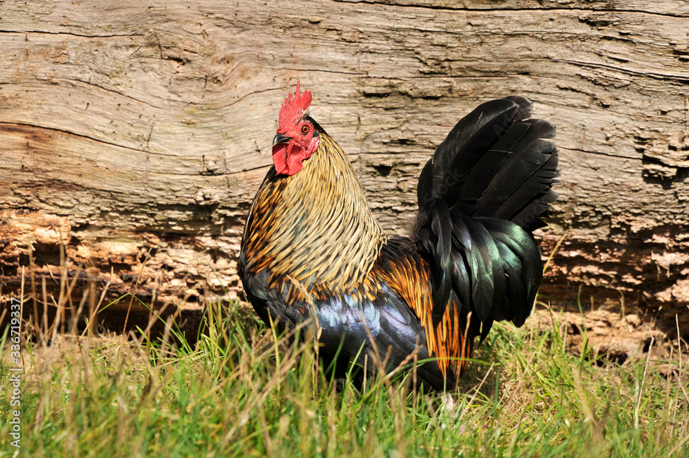 Coq gaulois fier pose dans l'herbe avec un tronc d'arbre en fond Stock ...