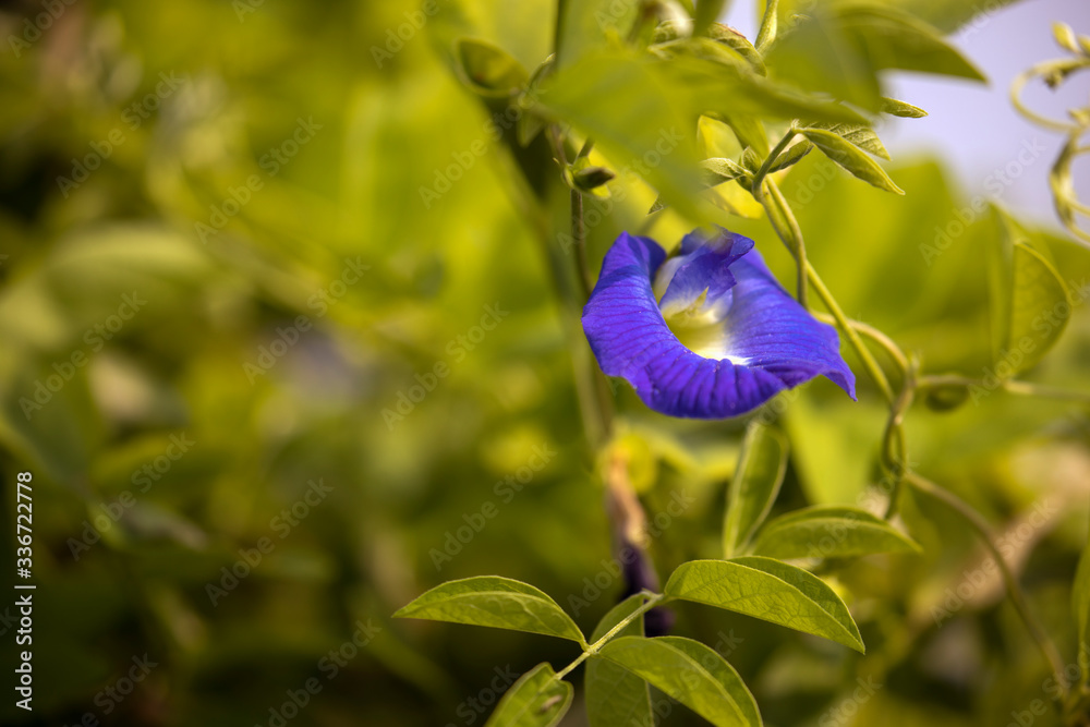 Butterfly Pea Vine beautiful flowers shaped like a conch sian ...