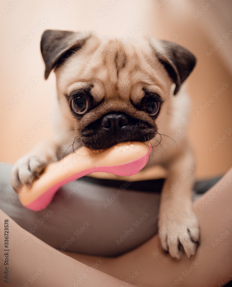 Are Pugs Chewers
