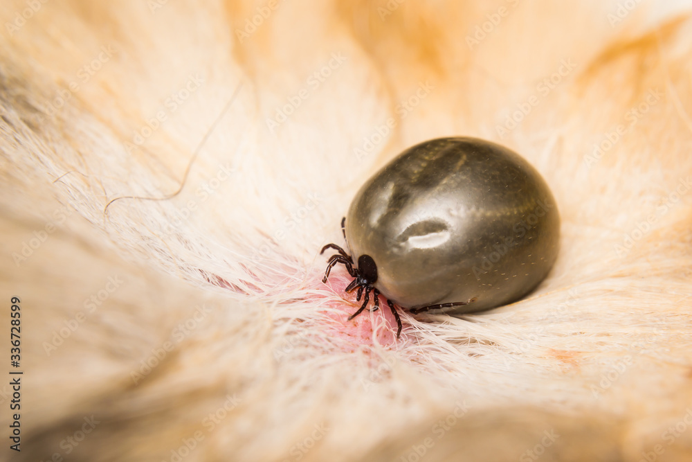 adult tick on the skin surface of a cat, before lay eggs Stock Photo ...