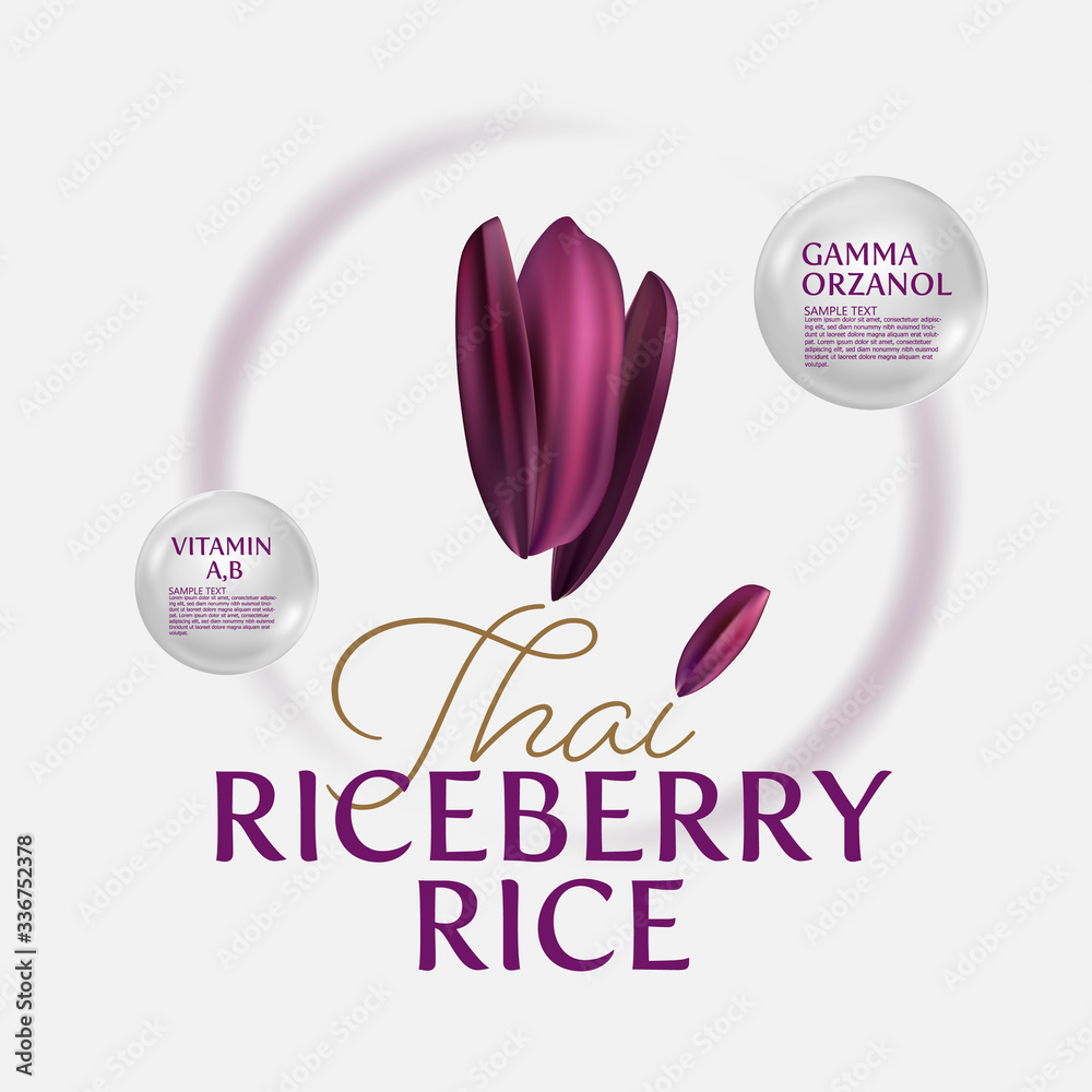 organic paddy rice, ear of paddy, ears of Thai riceberry rice isolated ...
