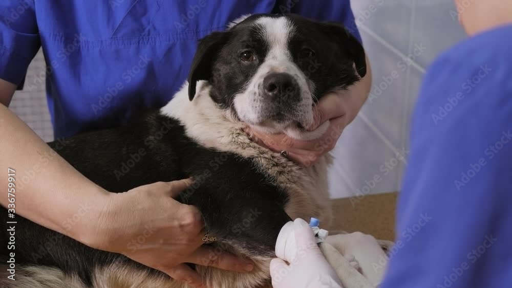 A veterinarian installs an intravenous catheter for a dog in a vet ...
