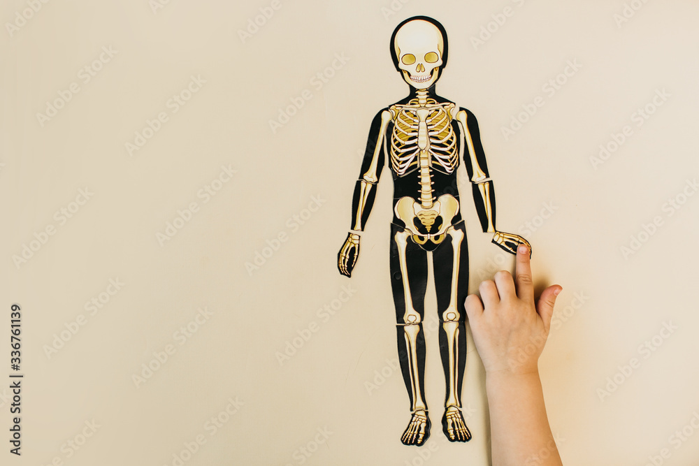 child learning puzzle of human skeleton assembled by a child, study of ...