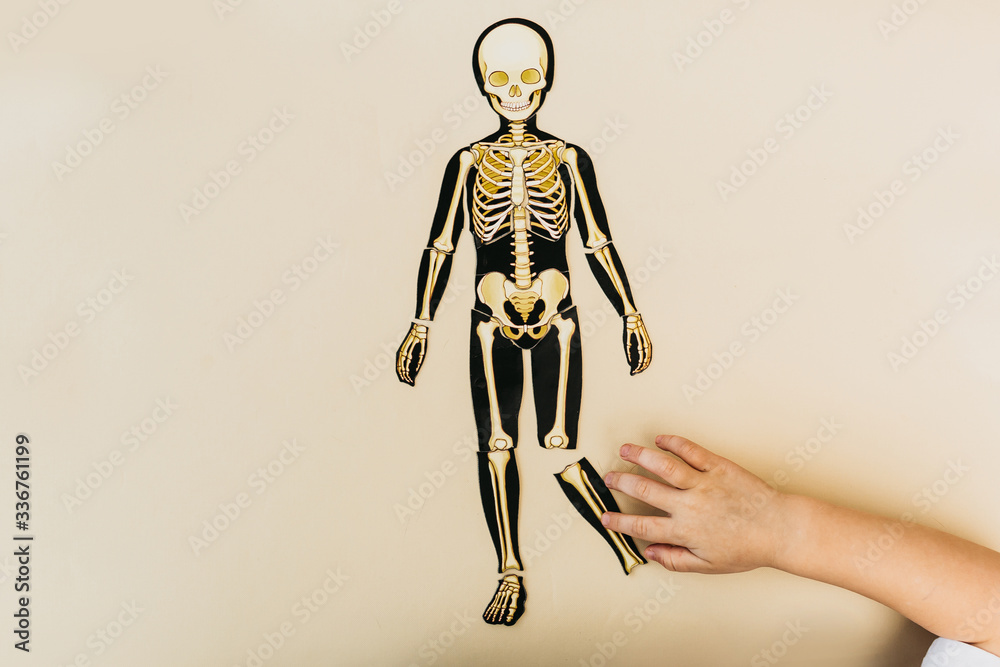 child learning puzzle of human skeleton assembled by a child, study of ...