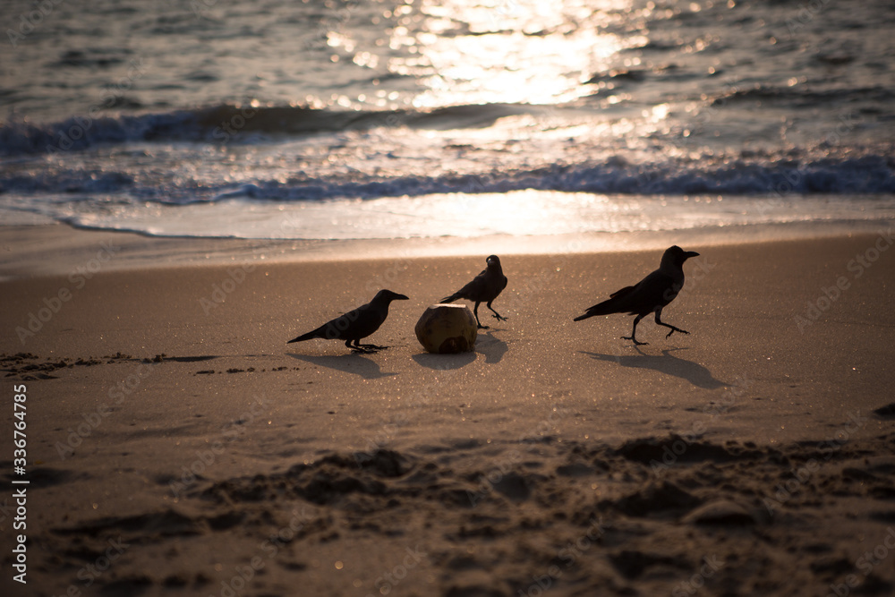 Black crows play with coconut on the sandy shore of the Indian ocean ...