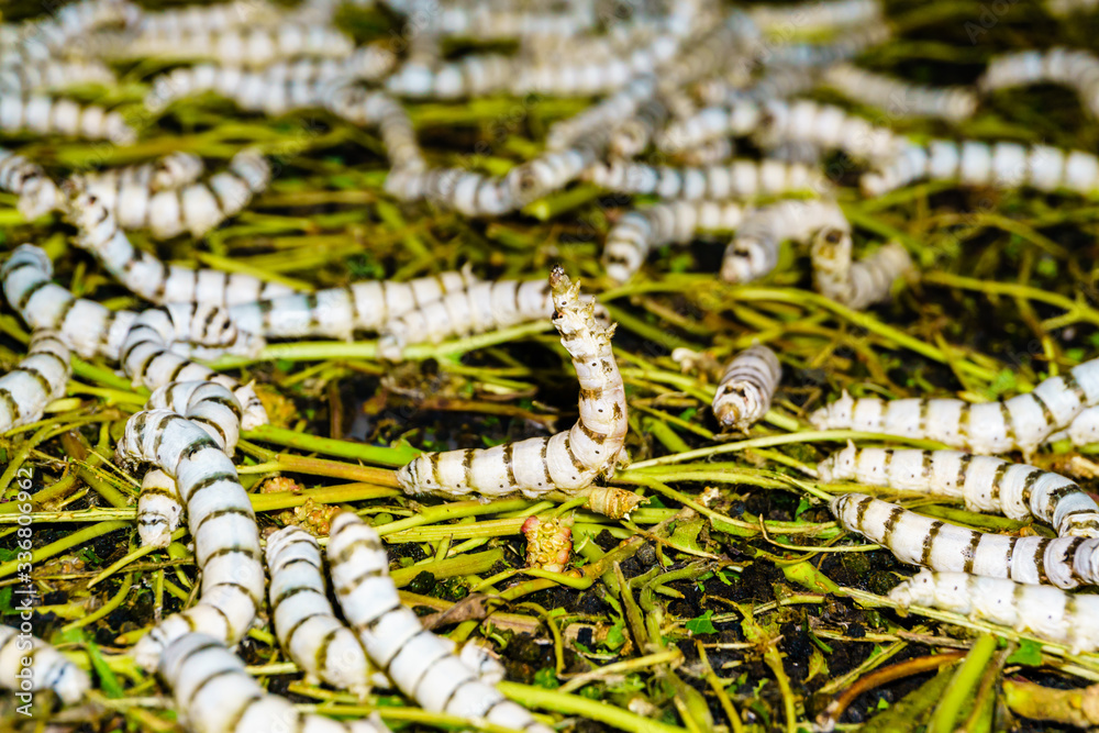 Fotografia do Stock: Silkworms (the Bombyx Mori ) in a factory for the ...