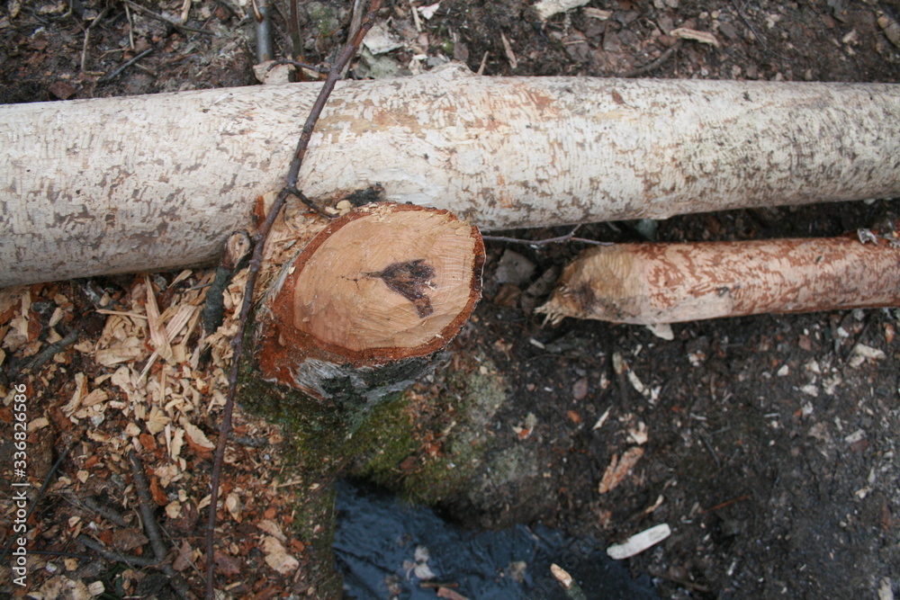 Eurasian beaver (Castor fiber) in natural habitat of wetland Stock ...