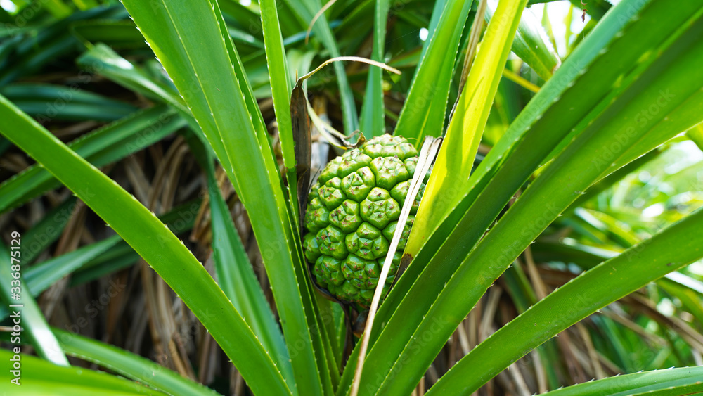 bright leaves and fruit of the pandanus tree in the sun. nature okinawa ...