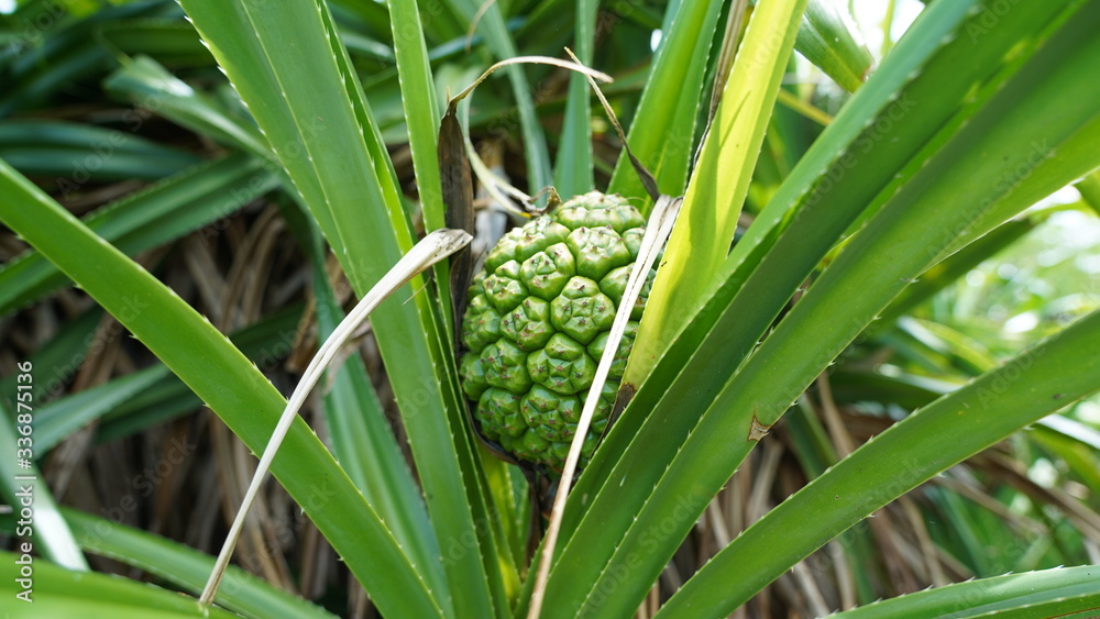 bright leaves and fruit of the pandanus tree in the sun. nature okinawa ...