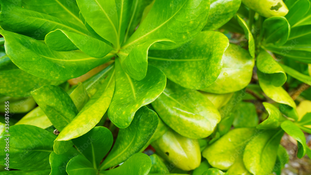 tropical plant texture Japan. Heliotropium foertherianum on the ...