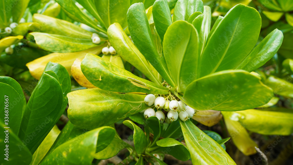 tropical plant texture Japan. Heliotropium foertherianum on the ...