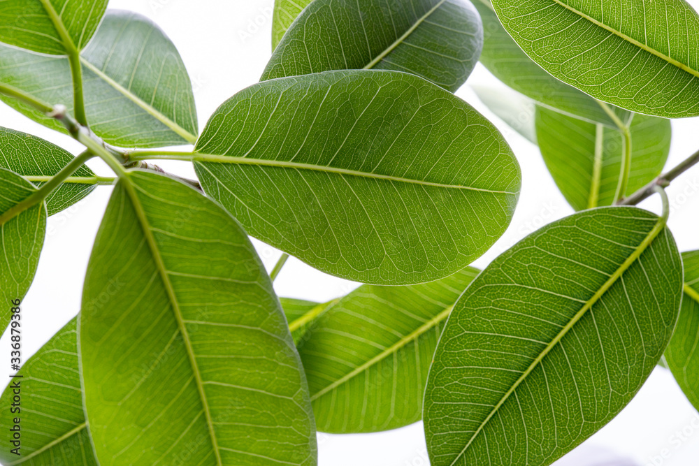 Green Ficus annulata leaf(Banyan Tree) Tropical isolate on white ...